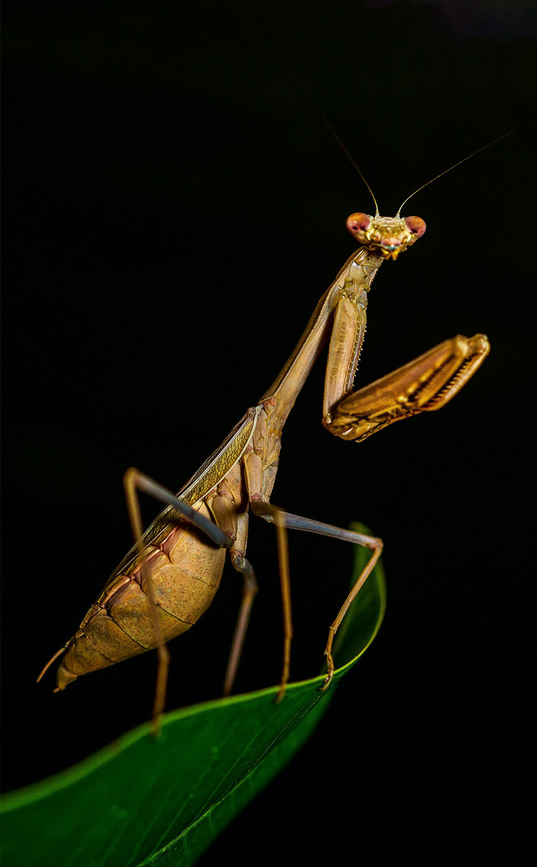 noticias 3 - Insecta