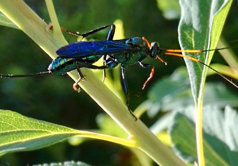 Inicio - Insecta